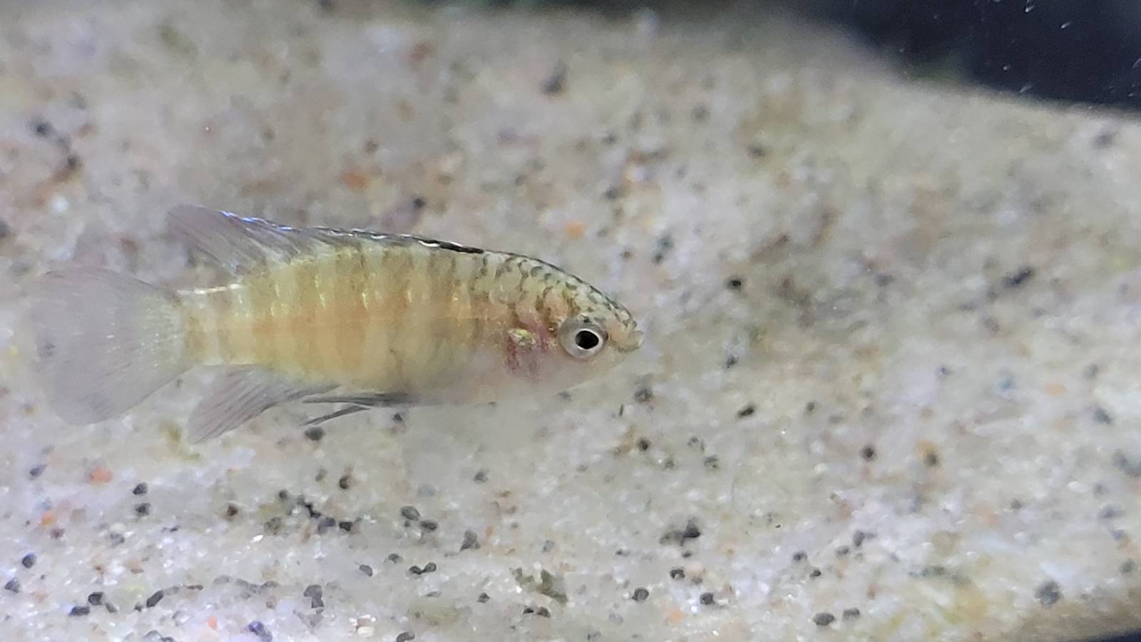 Getting started in fish-keeping as a student in Tampere | Tampere ...